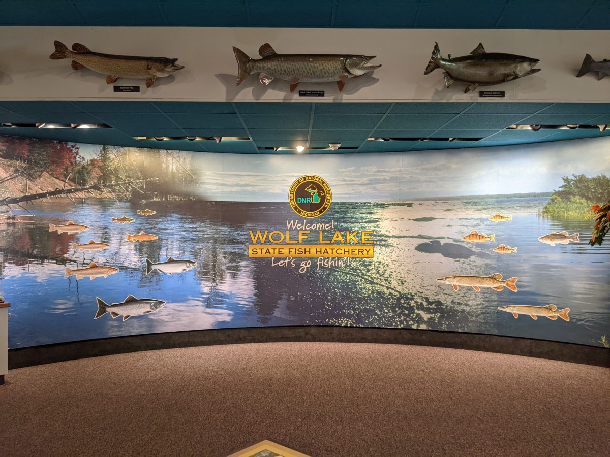 Visiting the Wolf Lake Fish Hatchery - Flour and Sunflowers